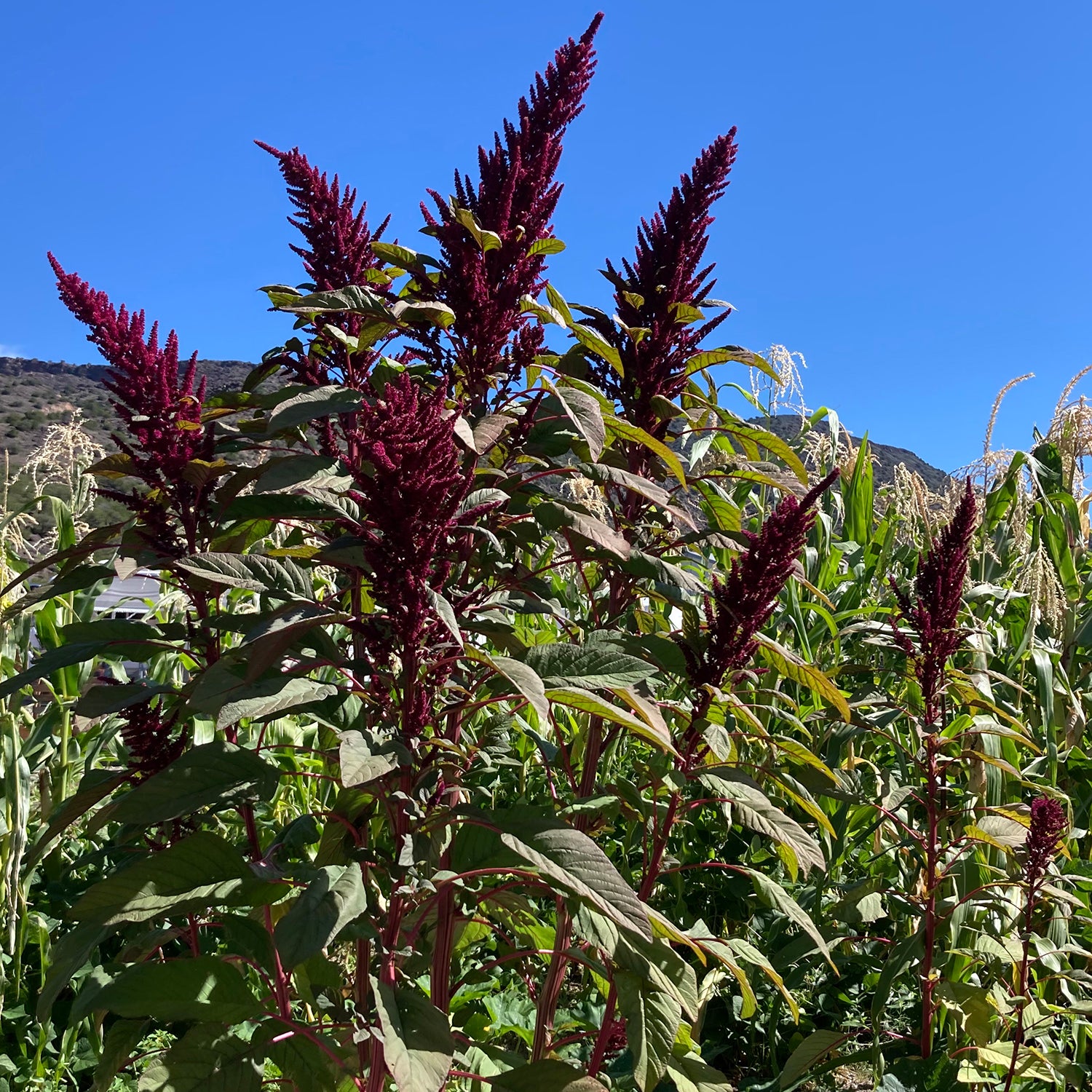 Seeds > Amaranth – Native-Seeds-Search