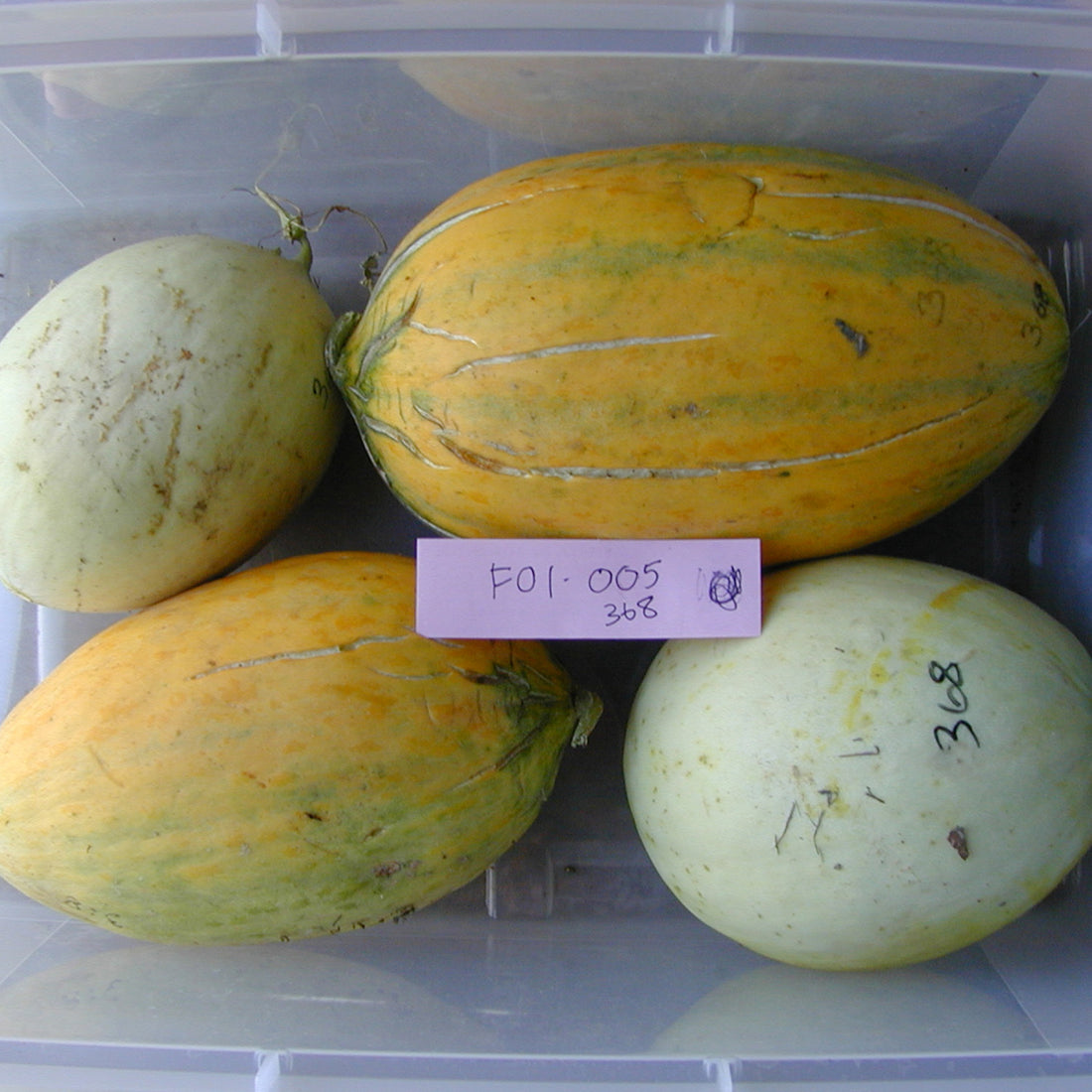 Seeds > Melons – Native-Seeds-Search