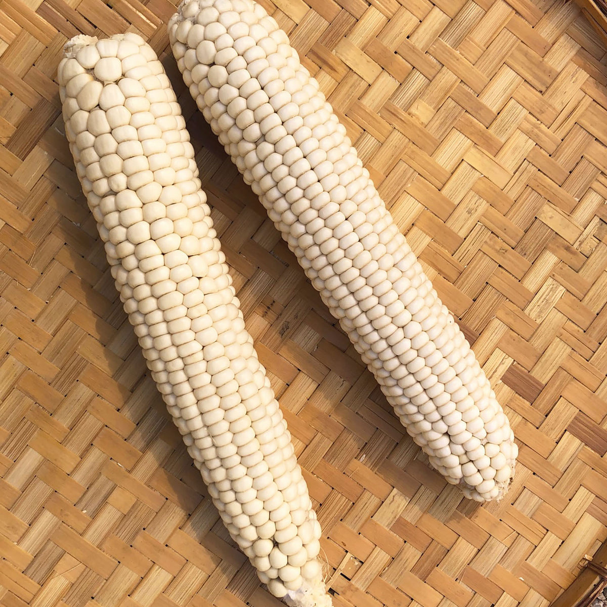 Concha White – Native-Seeds-Search