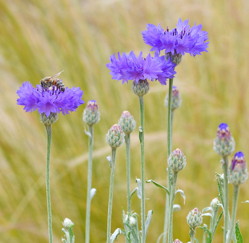 cornflower for bees