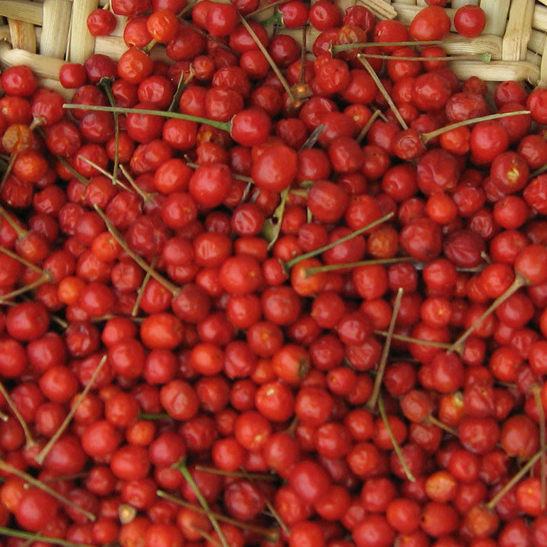 Seeds – Native-Seeds-Search