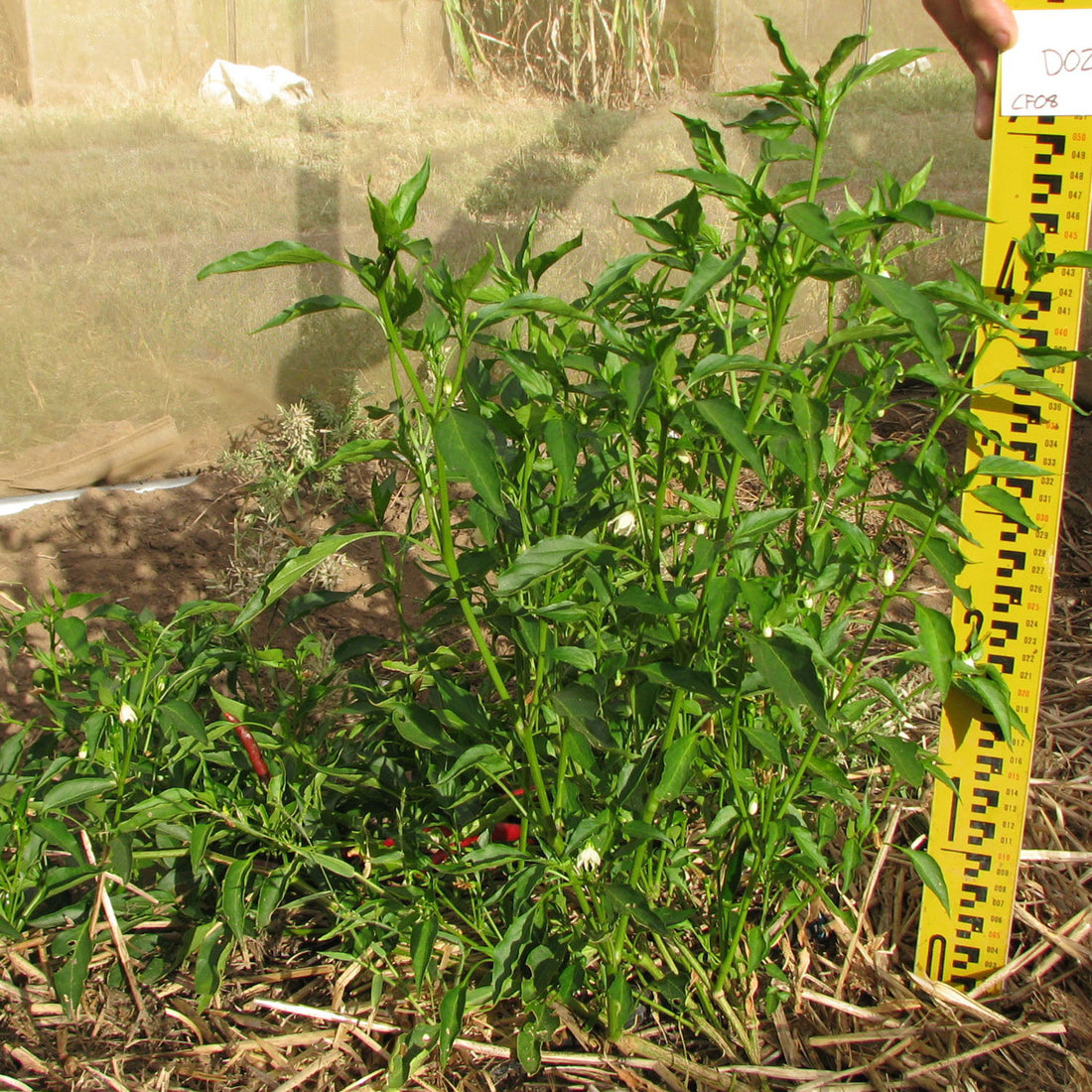 Seeds > Chiles/Peppers – Native-Seeds-Search