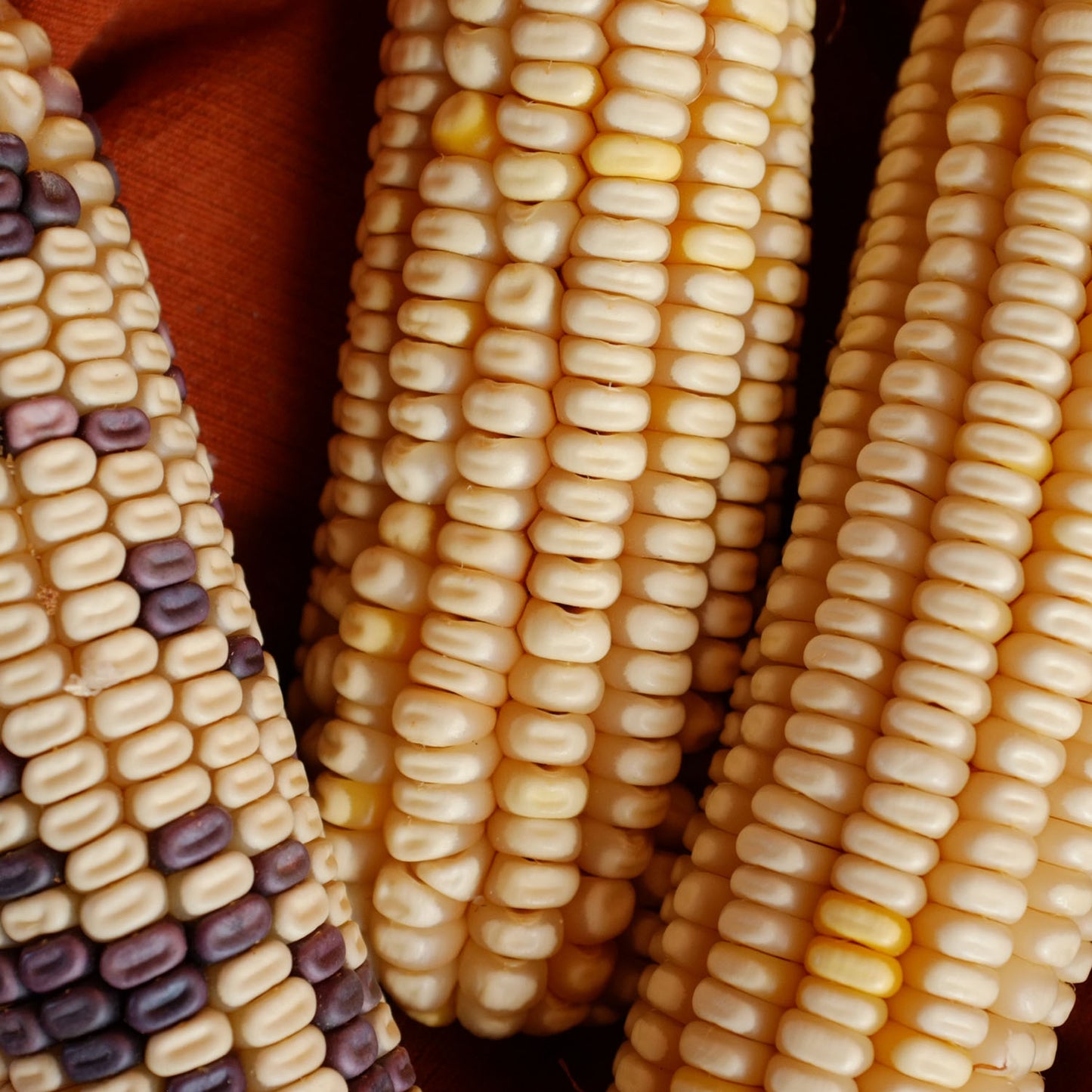 Seeds > Corn - Dent – Native-Seeds-Search