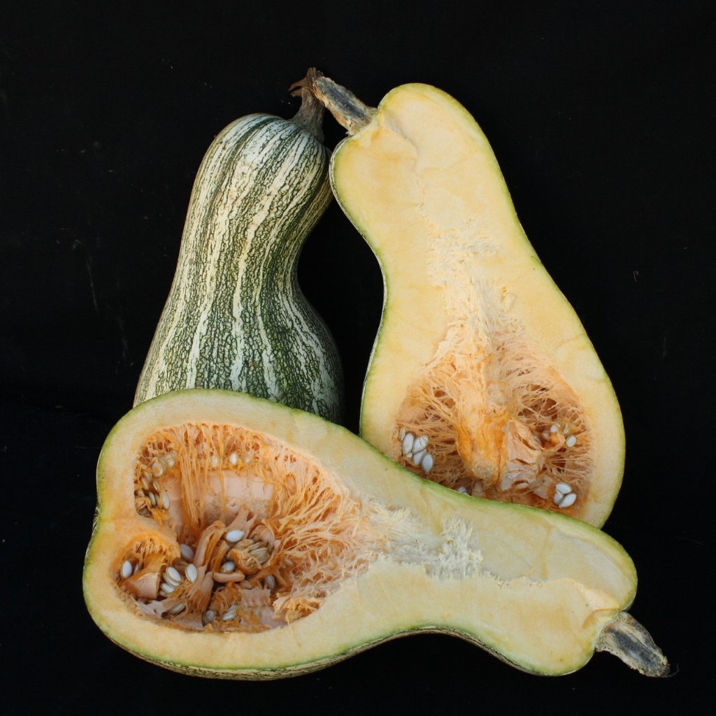 Navajo Cushaw (Tail Squash) – Native-Seeds-Search