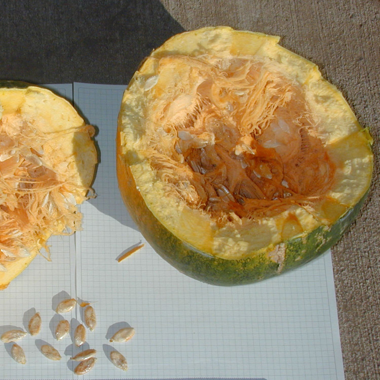 Popular Warm Season Varieties – Native-Seeds-Search