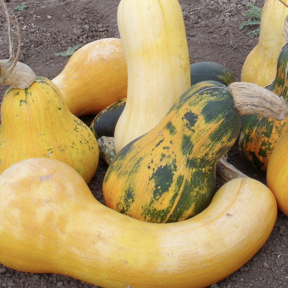 Native Seeds Search: Specializing in drought tolerant heirloom seeds ...