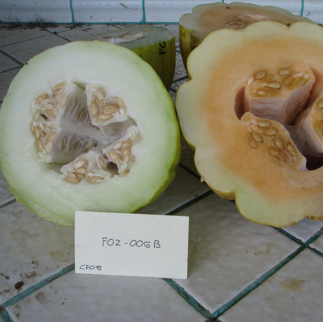NASS > Melon – Native-Seeds-Search