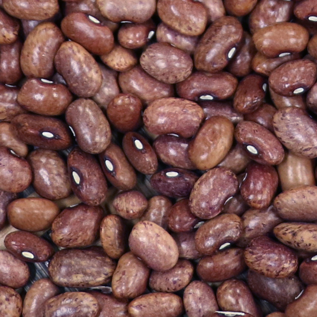 Indigenous Seeds > Bean: Common – Native-Seeds-Search