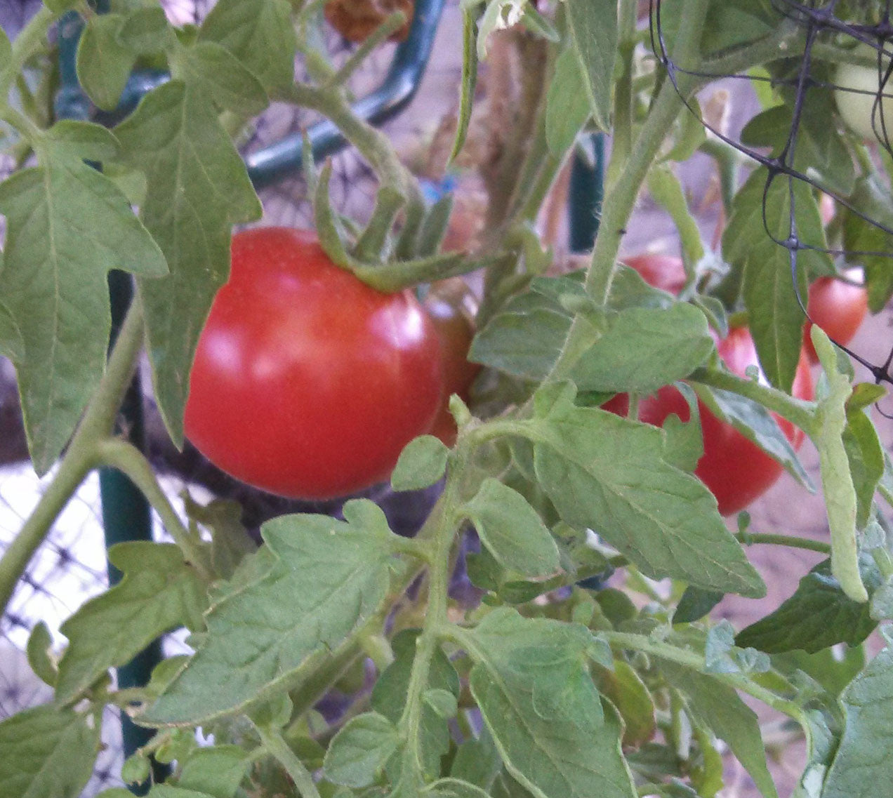 Seeds > Tucson Seed – Native-Seeds-Search