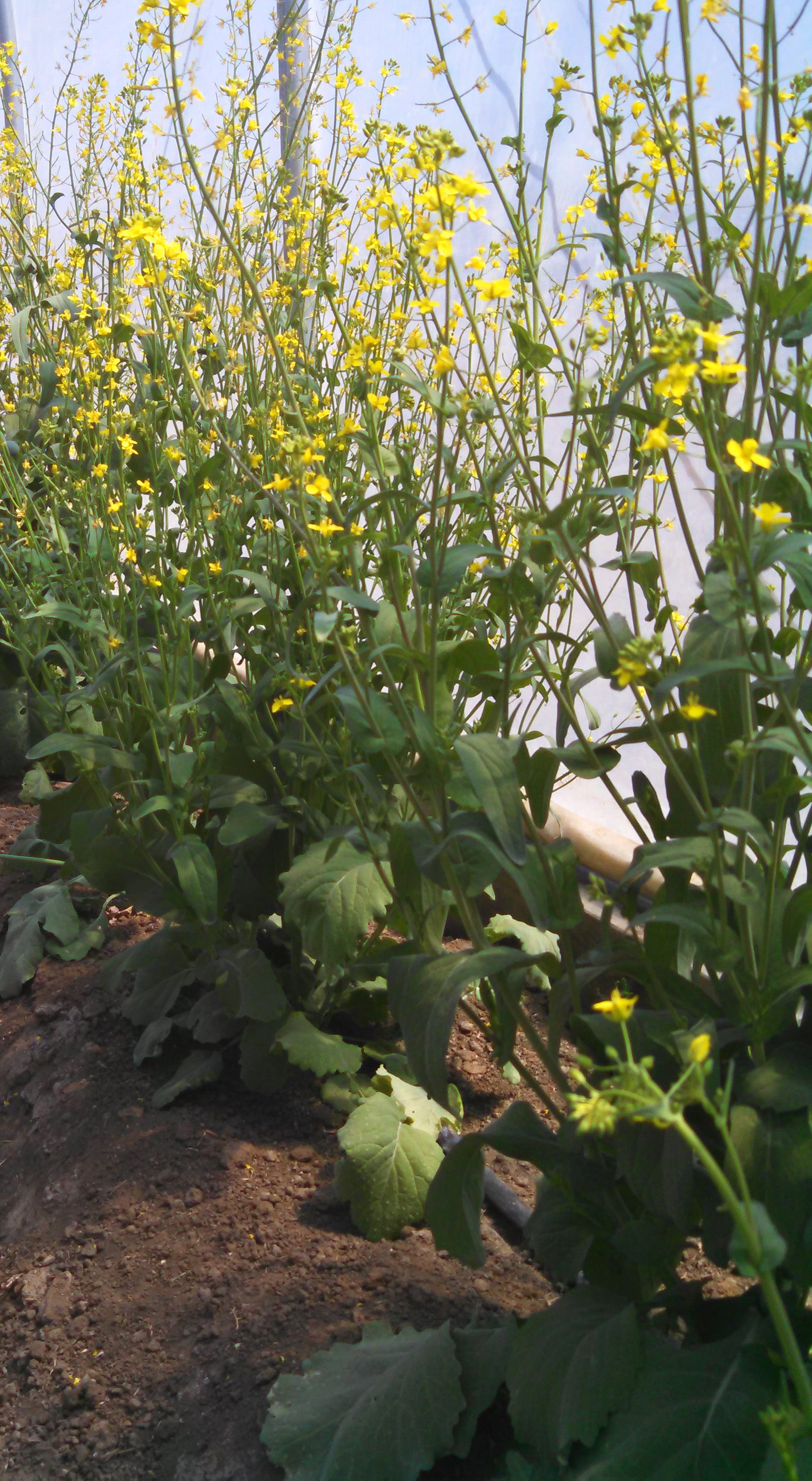 Rarámuri Mostaza/Mocoasali – Native-Seeds-Search