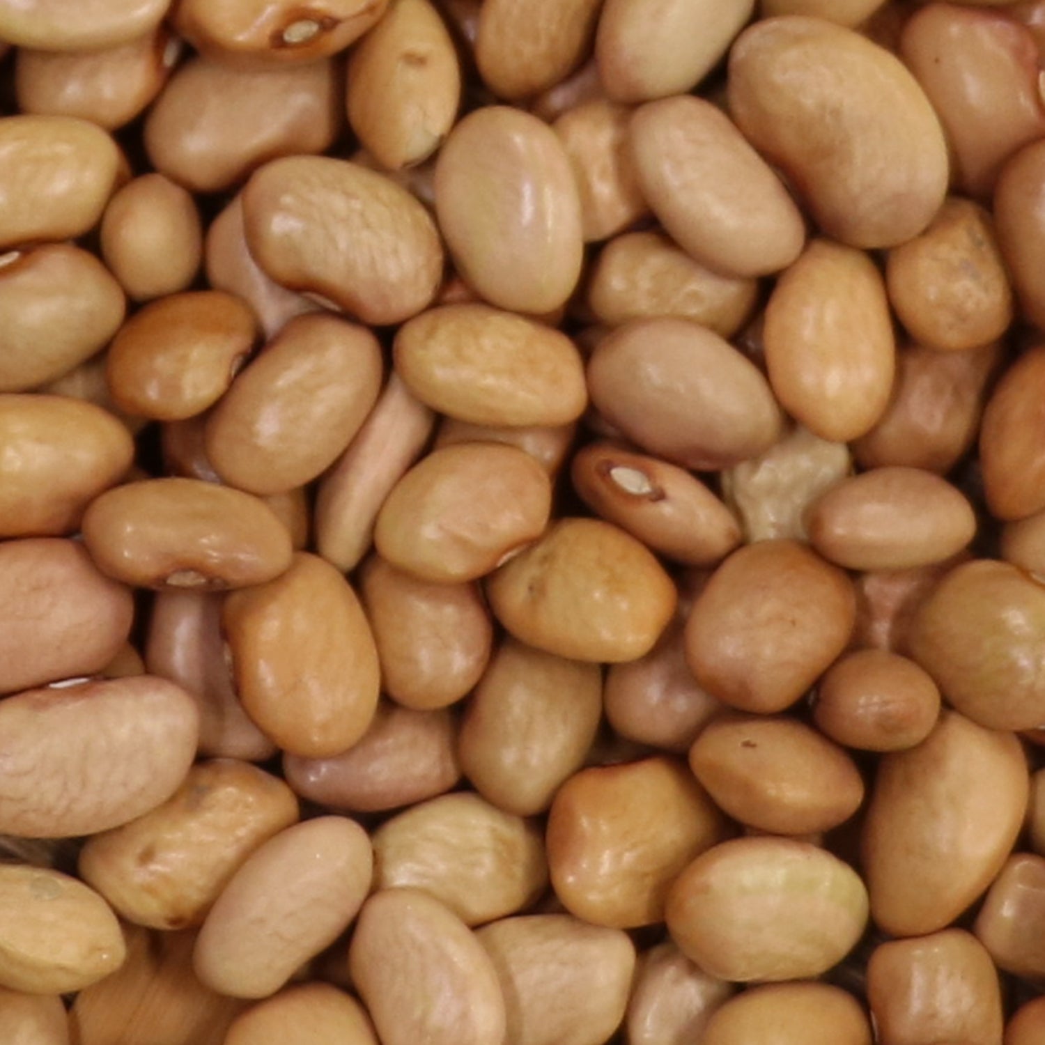 Seeds > Beans - Common – Native-Seeds-Search
