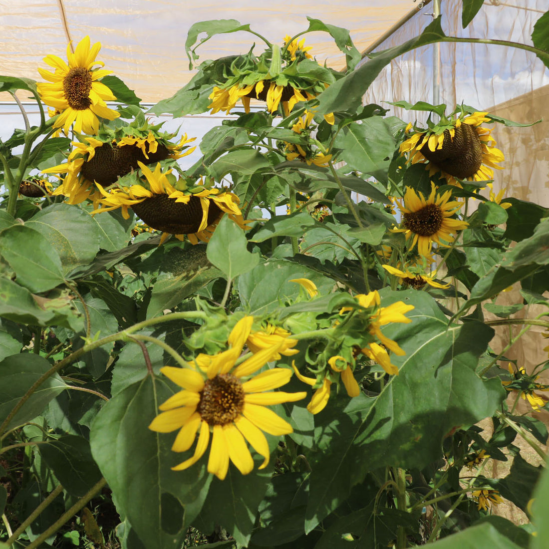 Seeds > Sunflowers – Native-Seeds-Search