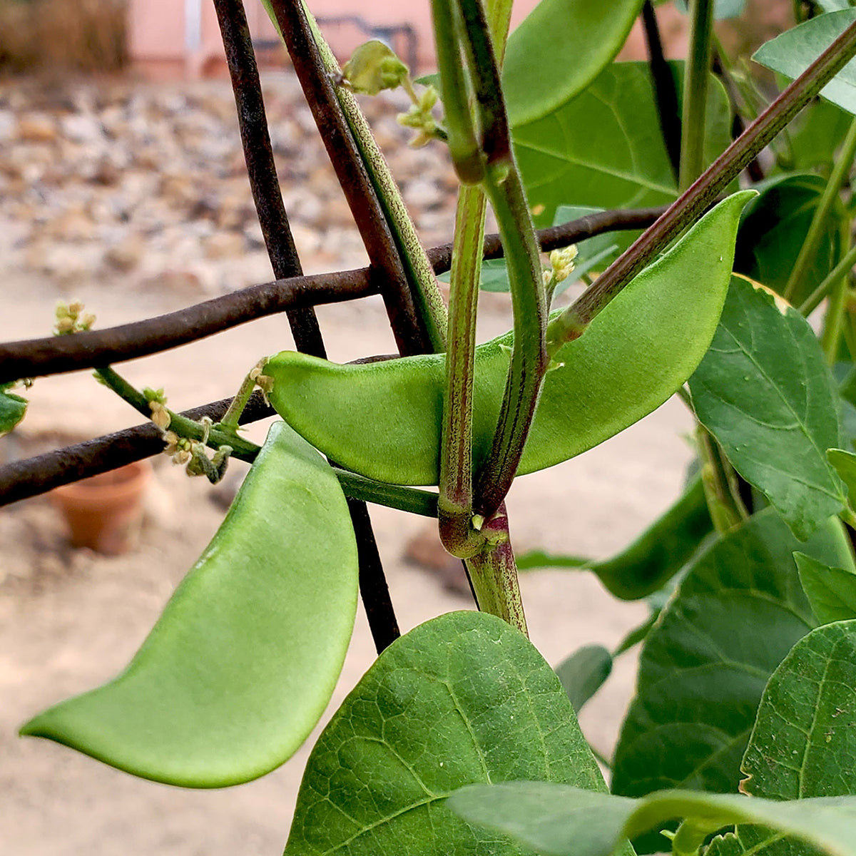 Hawol – Native-Seeds-Search