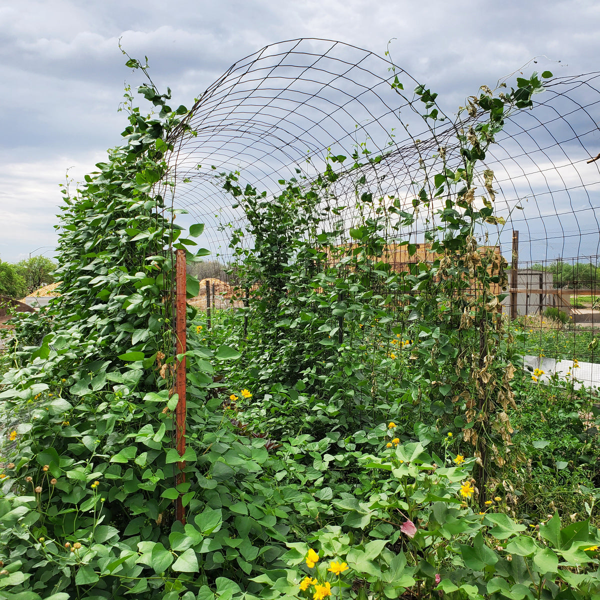 Hawol – Native-Seeds-Search