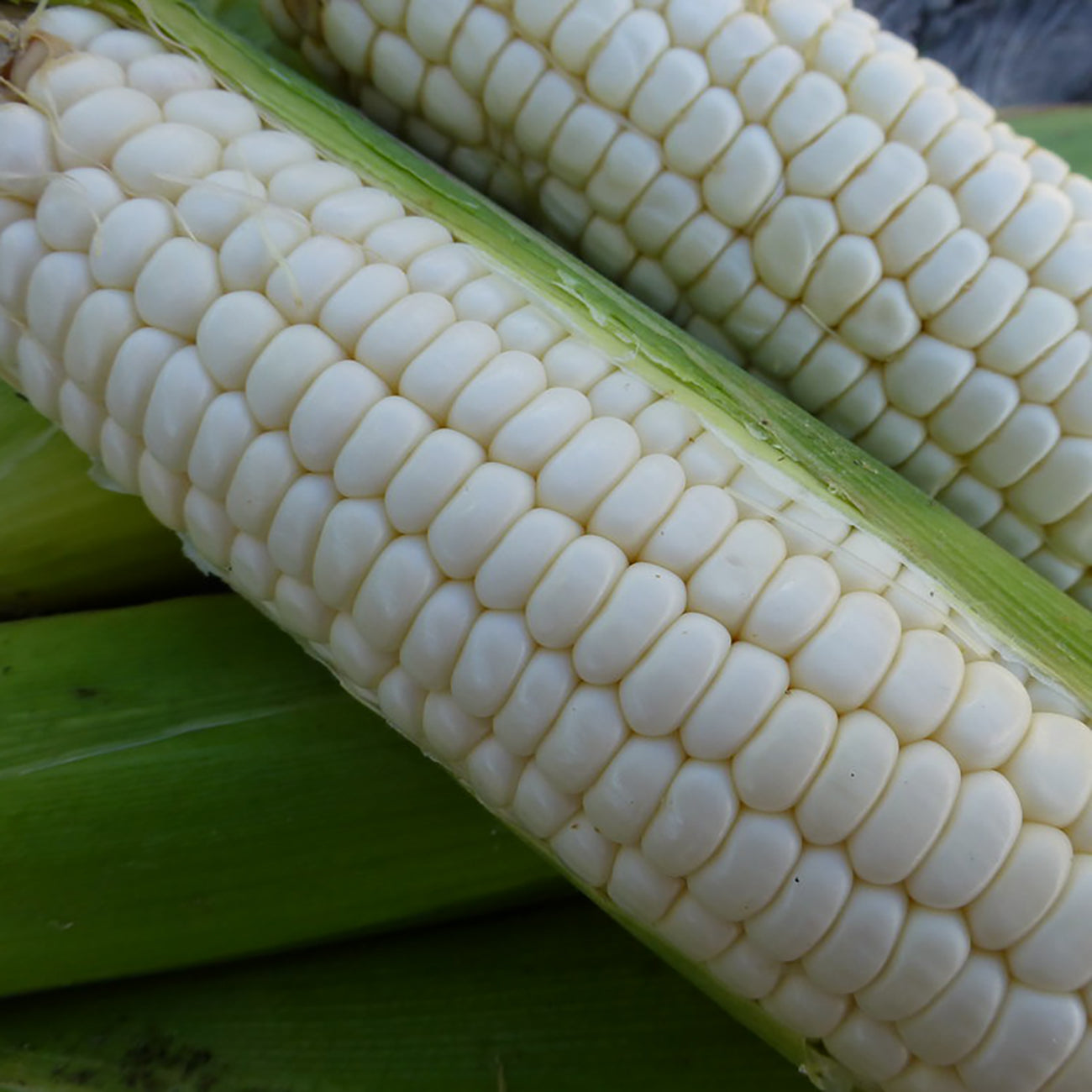 Native Access – Native-Seeds-Search