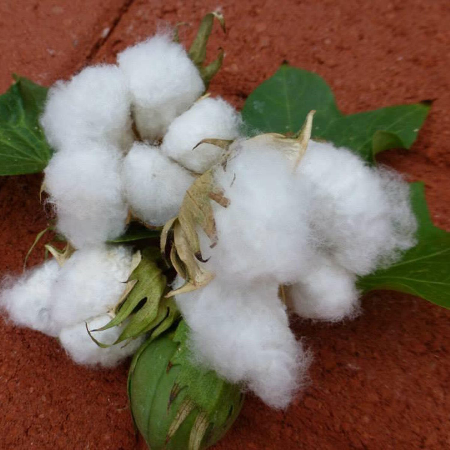 Seeds > Cotton – Native-Seeds-Search