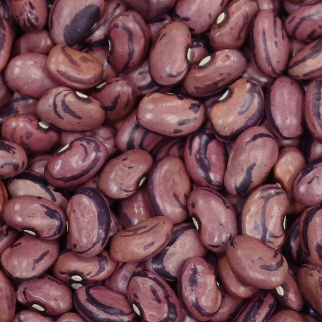 Indigenous Seeds > Bean: Common – Native-Seeds-Search