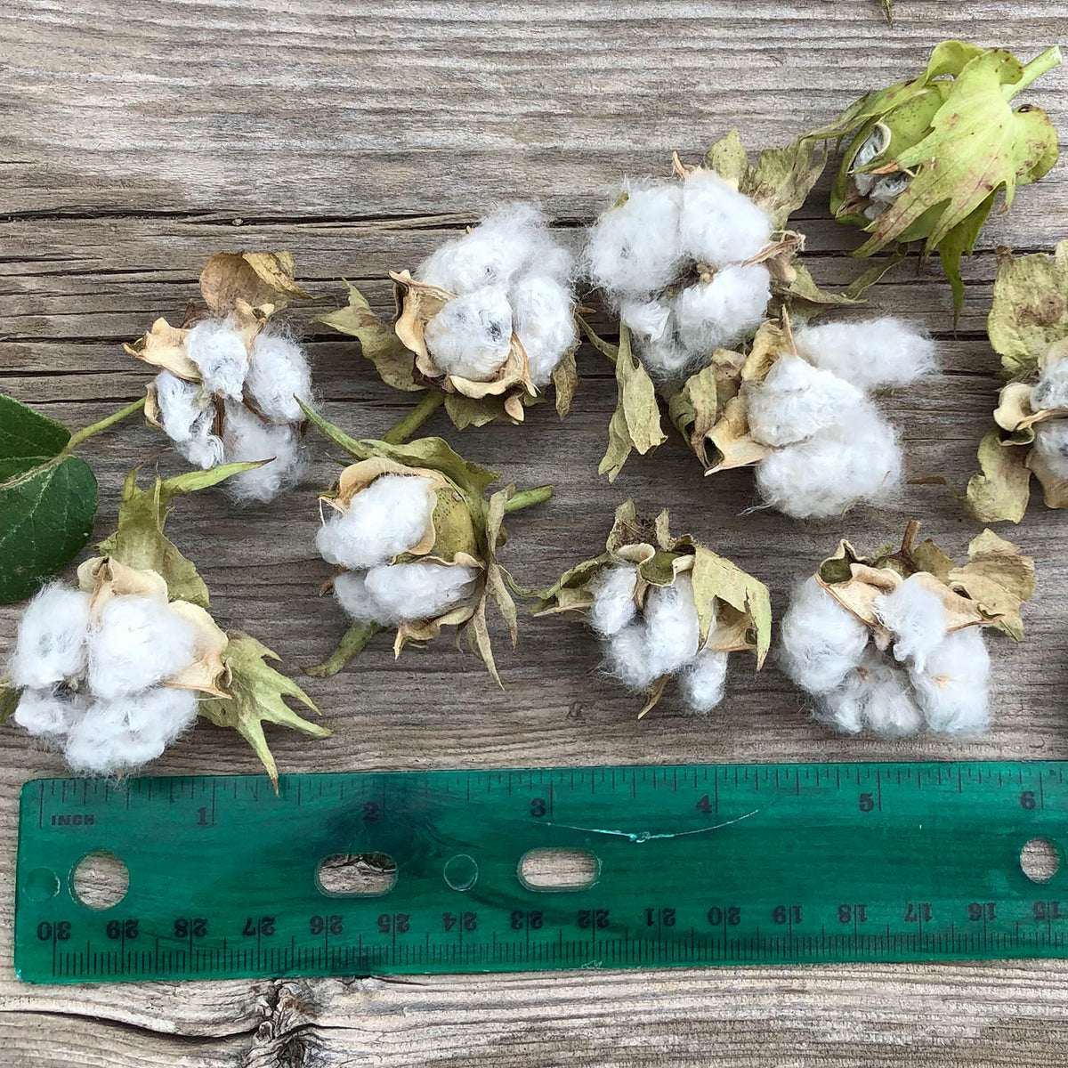 Hopi Short Staple – Native-Seeds-Search