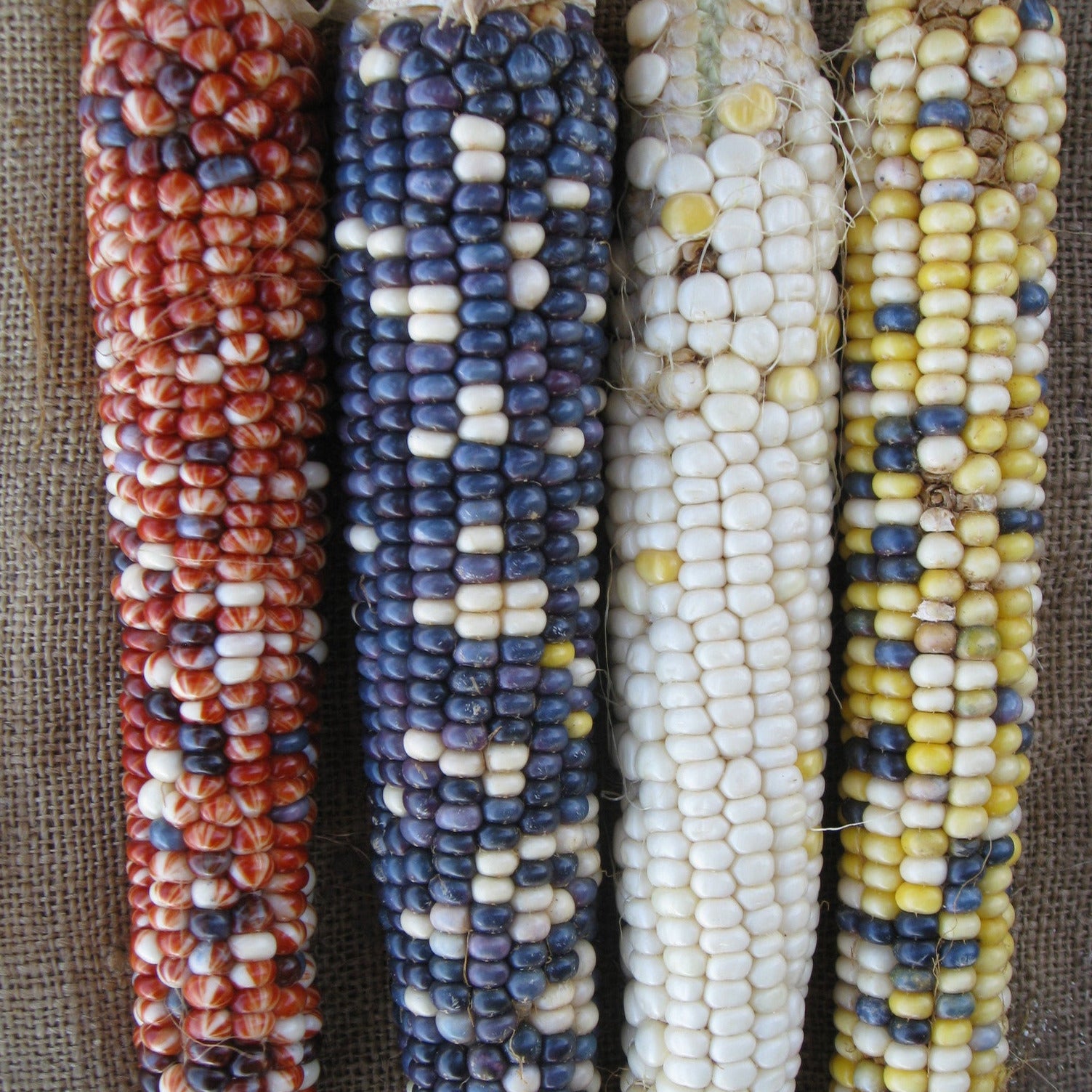 Native Seeds Search: Specializing in drought tolerant heirloom seeds ...