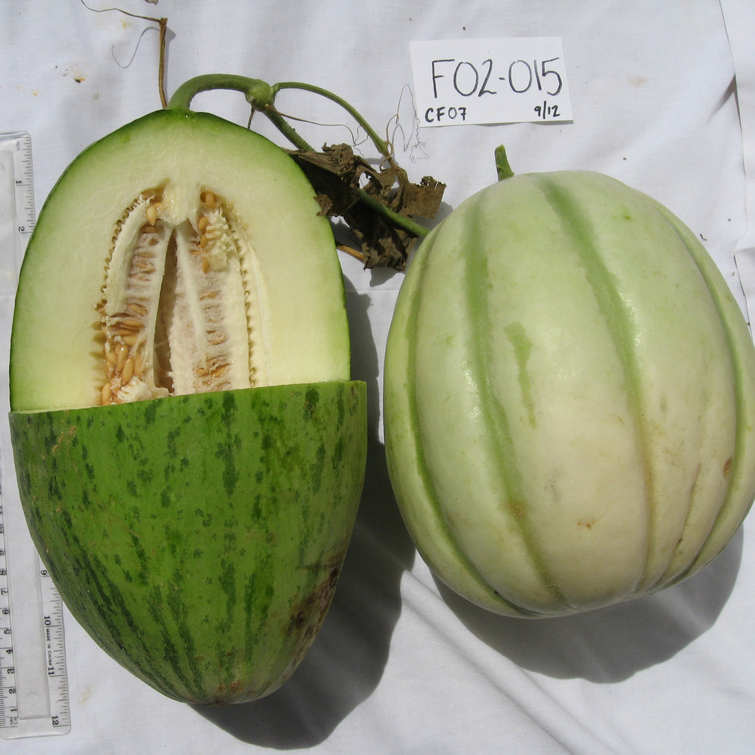 Seeds > Melons – Native-Seeds-Search