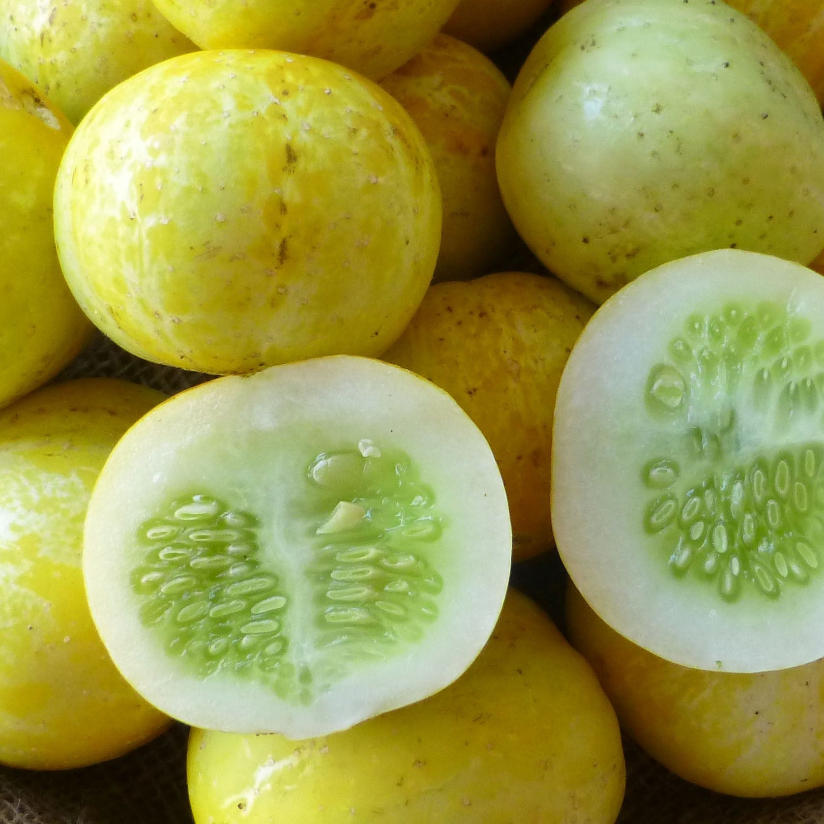 Lemon – Native-Seeds-Search