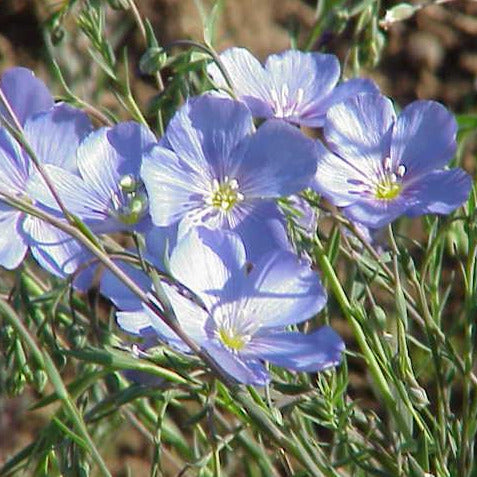 Blue Flowers In Arizona Where To See Wildflowers In Phoenix | South