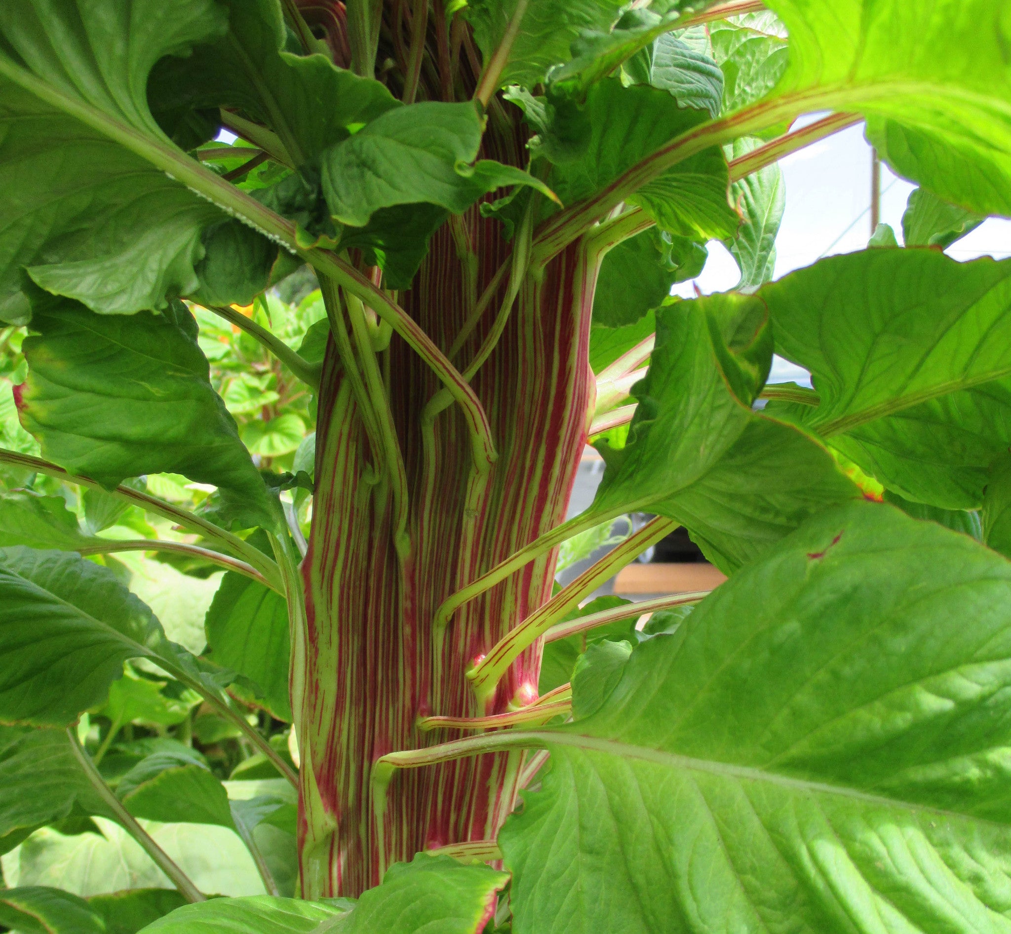 Chacari - Mano de Obispo – Native-Seeds-Search