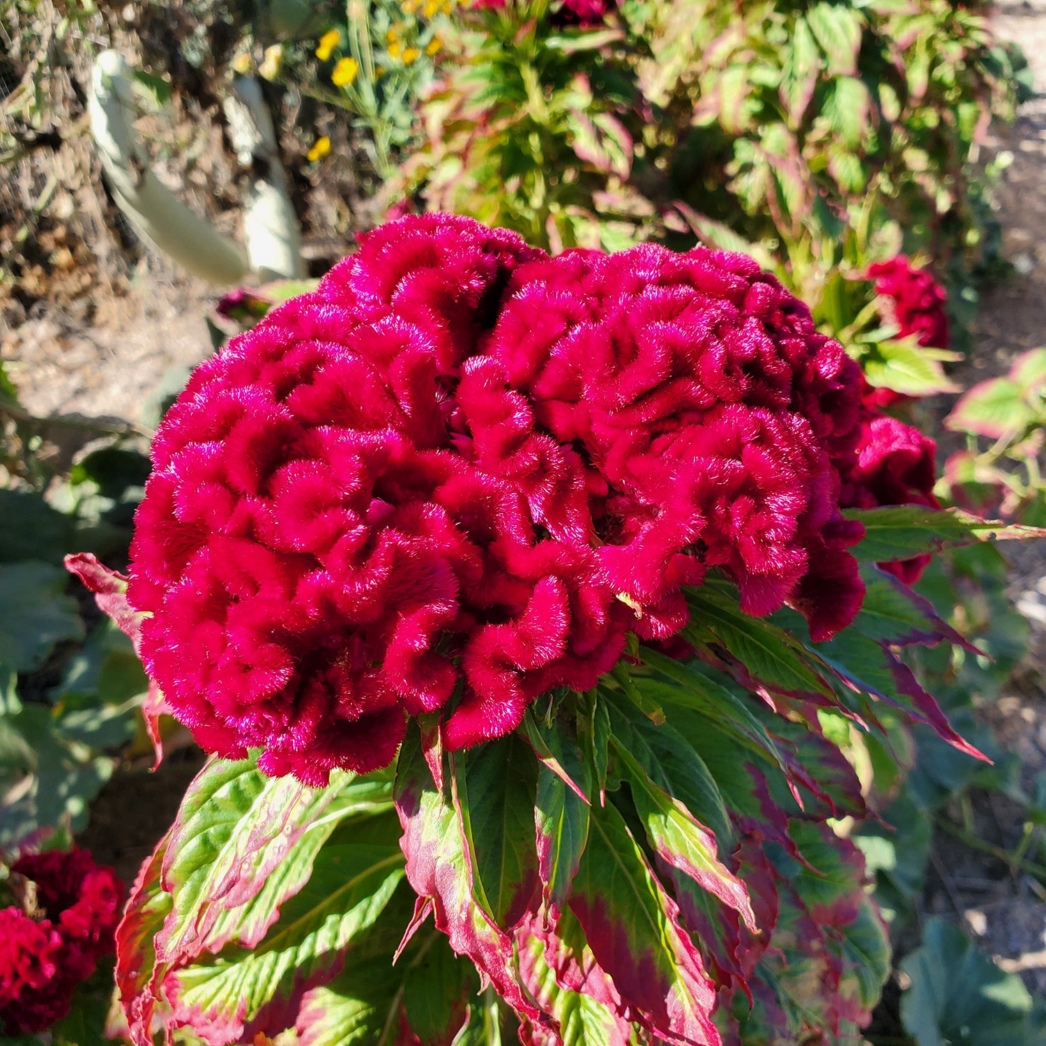 Native Seeds Search: Specializing in drought tolerant heirloom seeds ...