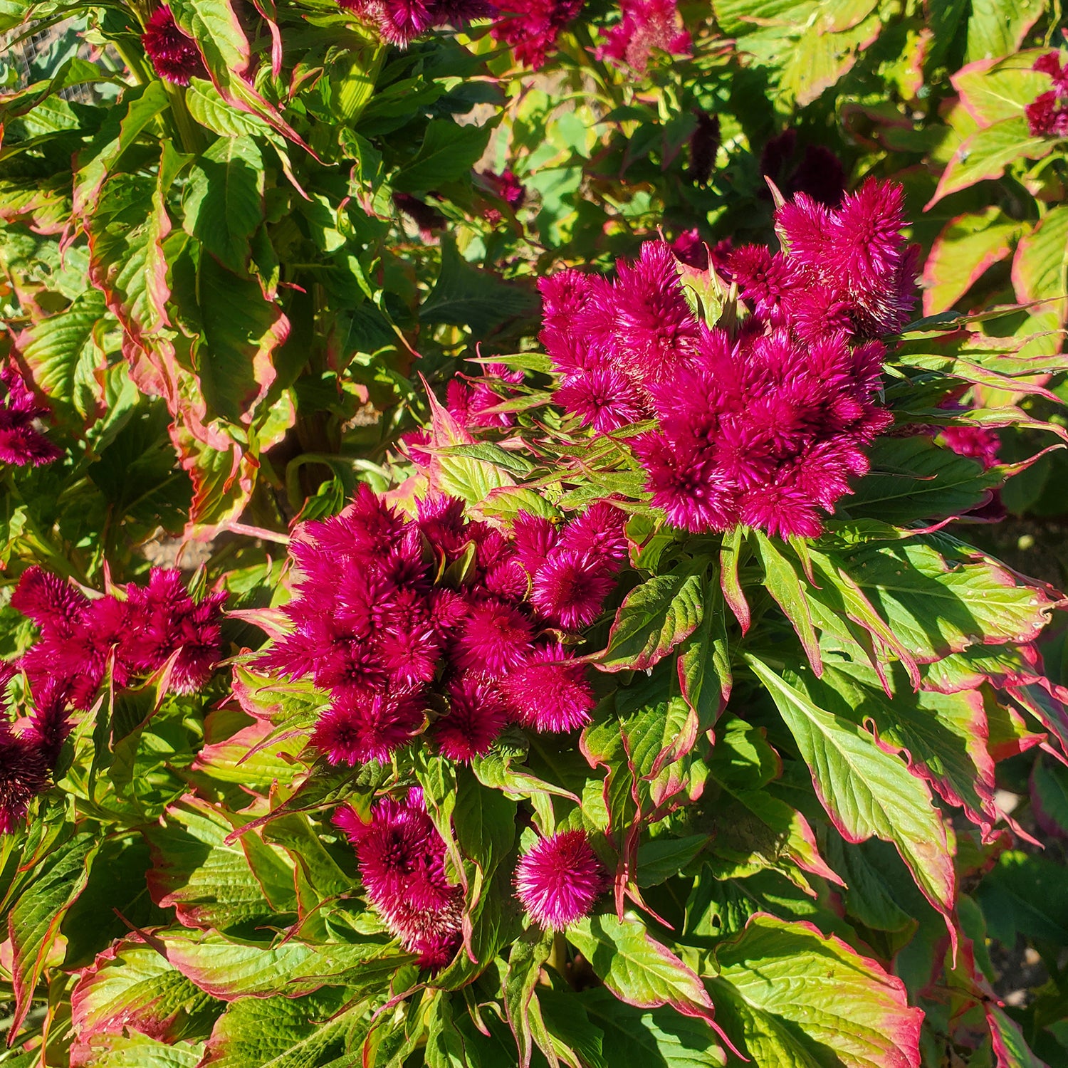 Seeds > Amaranth – Native-Seeds-Search