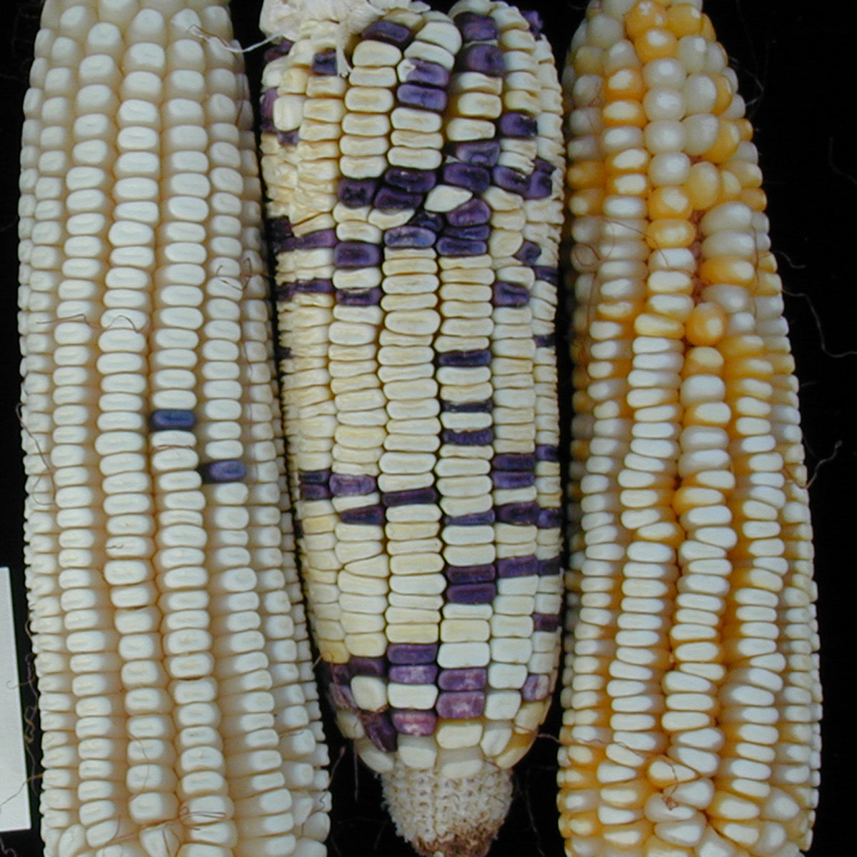 Mayo Batchi – Native-Seeds-Search