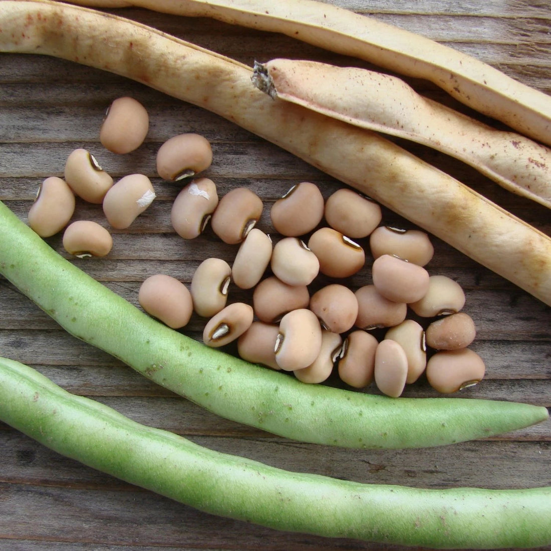 Seeds > Cowpeas/Black-Eyed Peas – Native-Seeds-Search