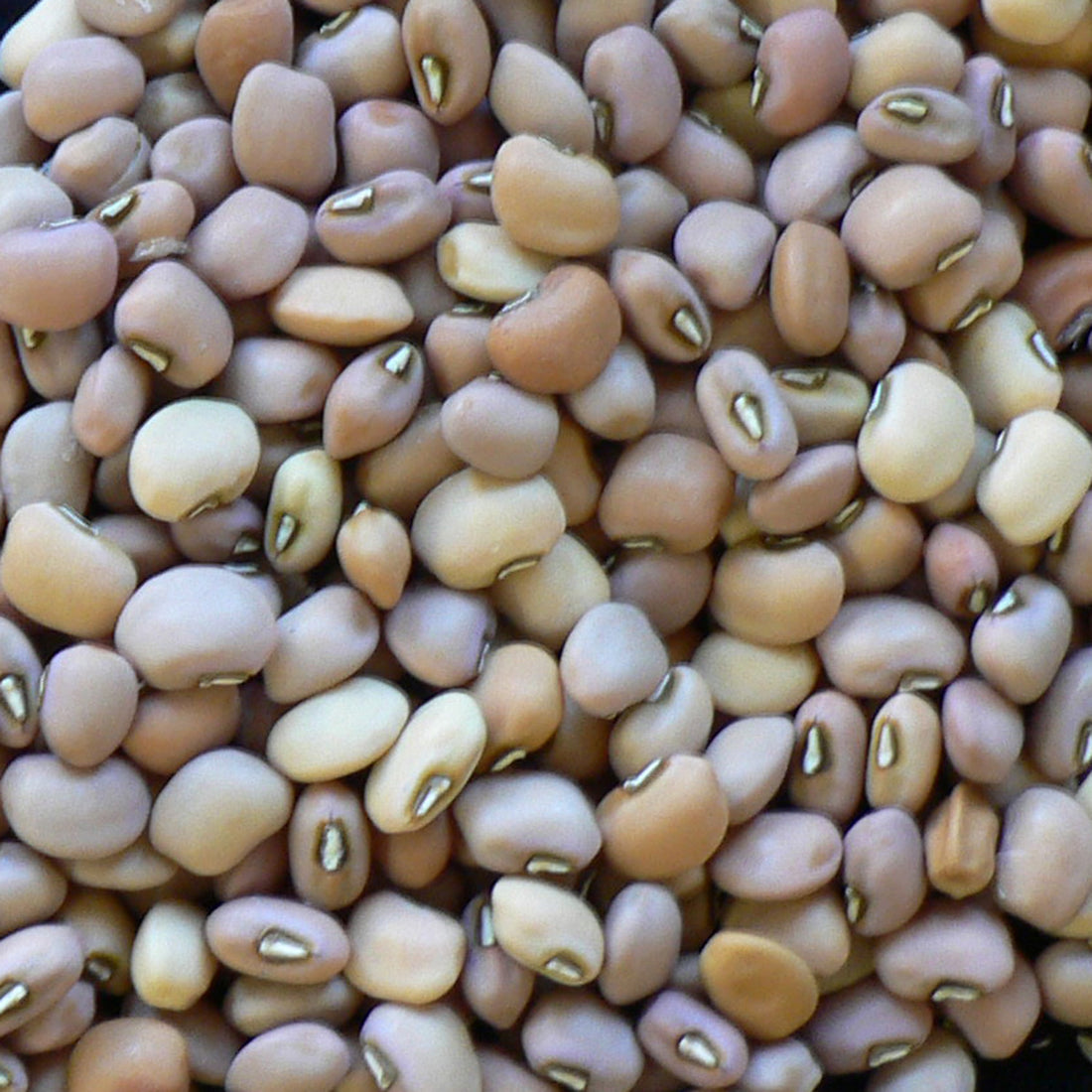 Seeds > Cowpeas/Black-Eyed Peas – Native-Seeds-Search