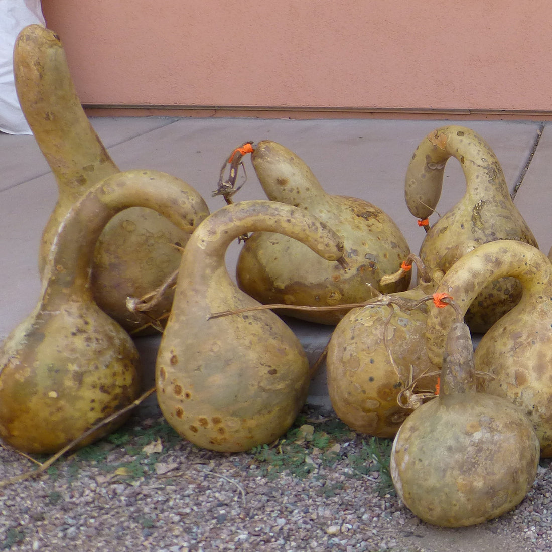 Native Seeds Search: Specializing in drought tolerant heirloom seeds ...