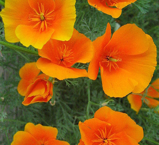 Golden Poppy Flower California Poppy Seeds Apricot Chiffon | Fontana