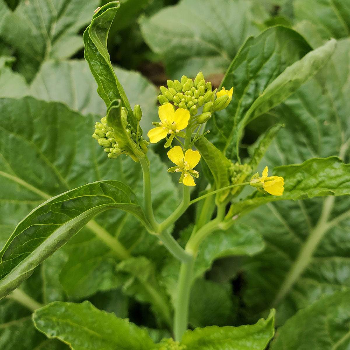 Seeds > Mustards – Native-Seeds-Search