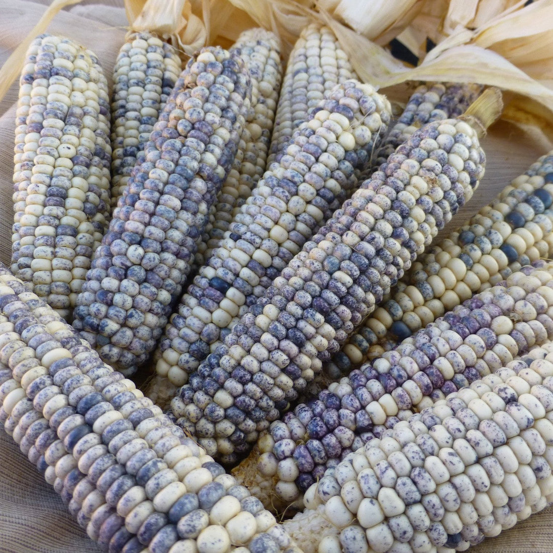 NASR > Navajo / Diné – Native-Seeds-Search