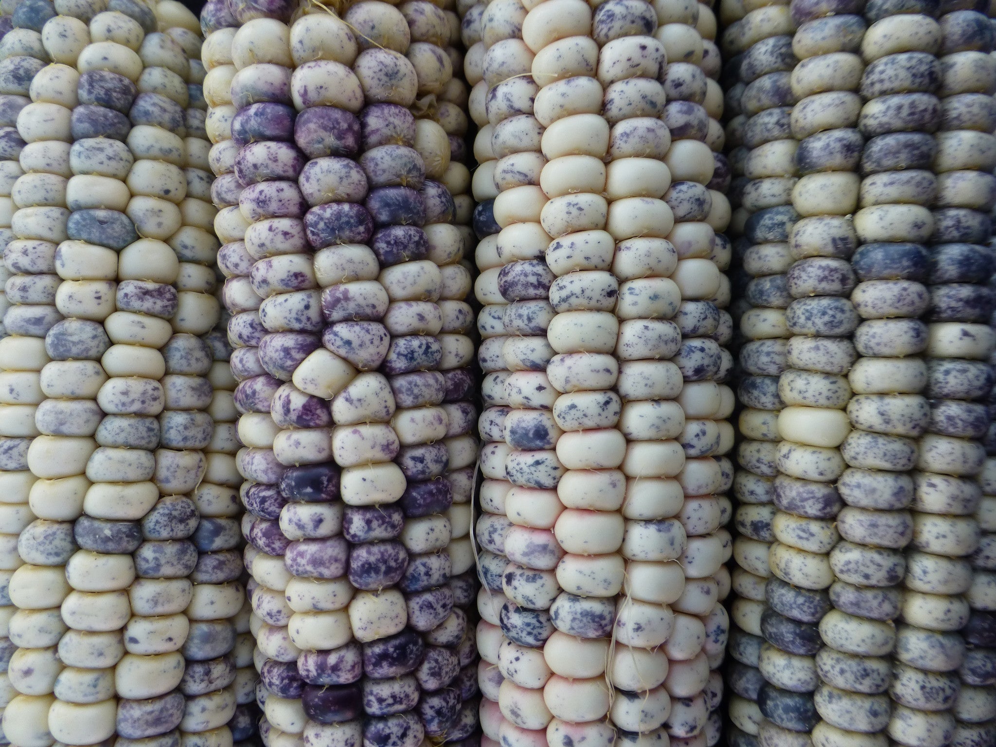 NASR > Corn - Flour – Native-Seeds-Search