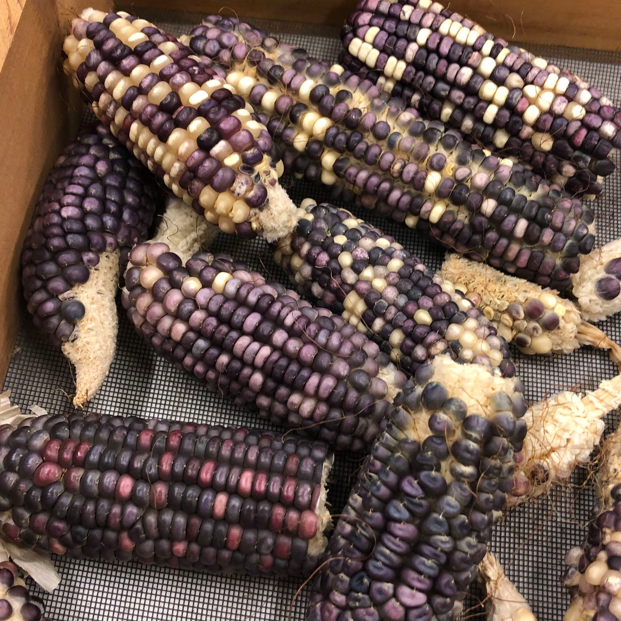 NASR > O'odham – Native-Seeds-Search