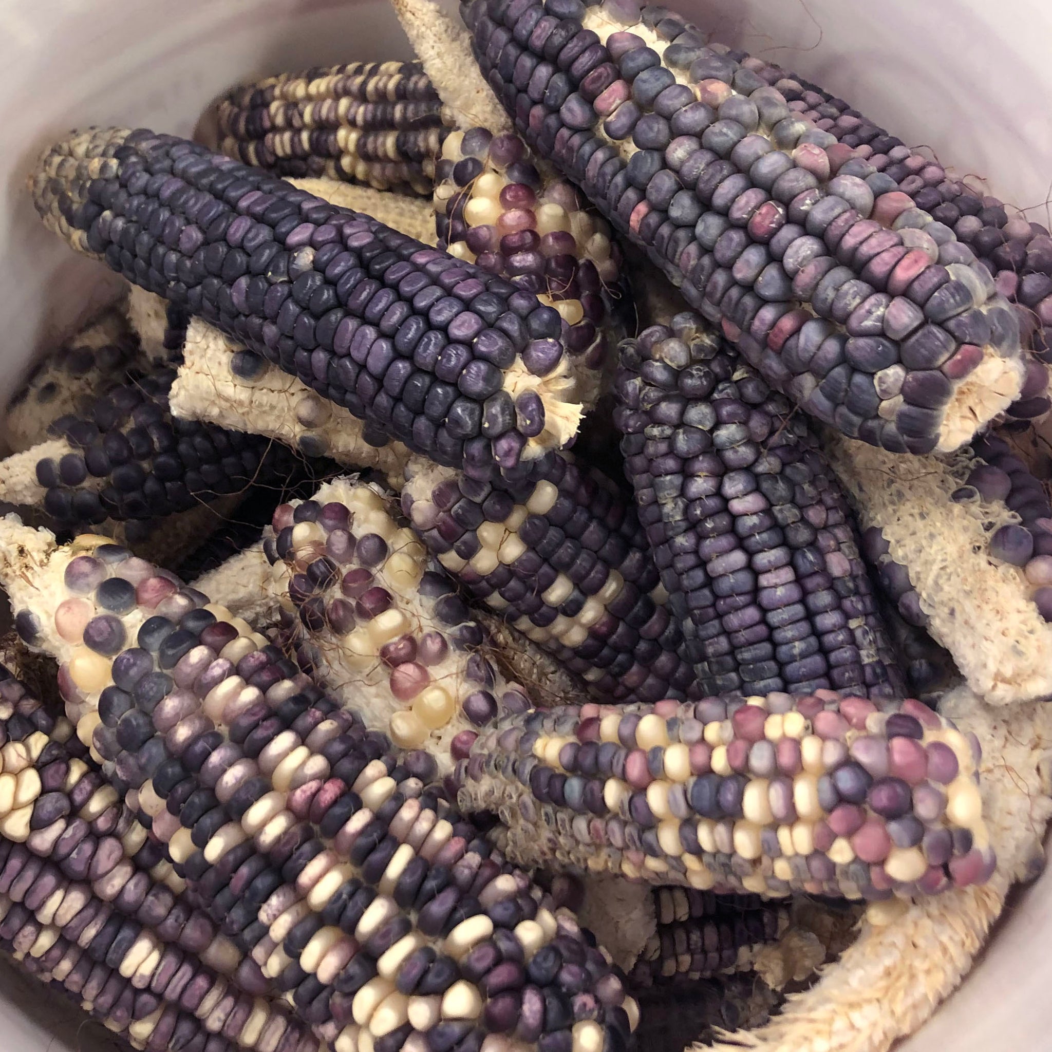 Seeds > Corn - Dent – Native-Seeds-Search