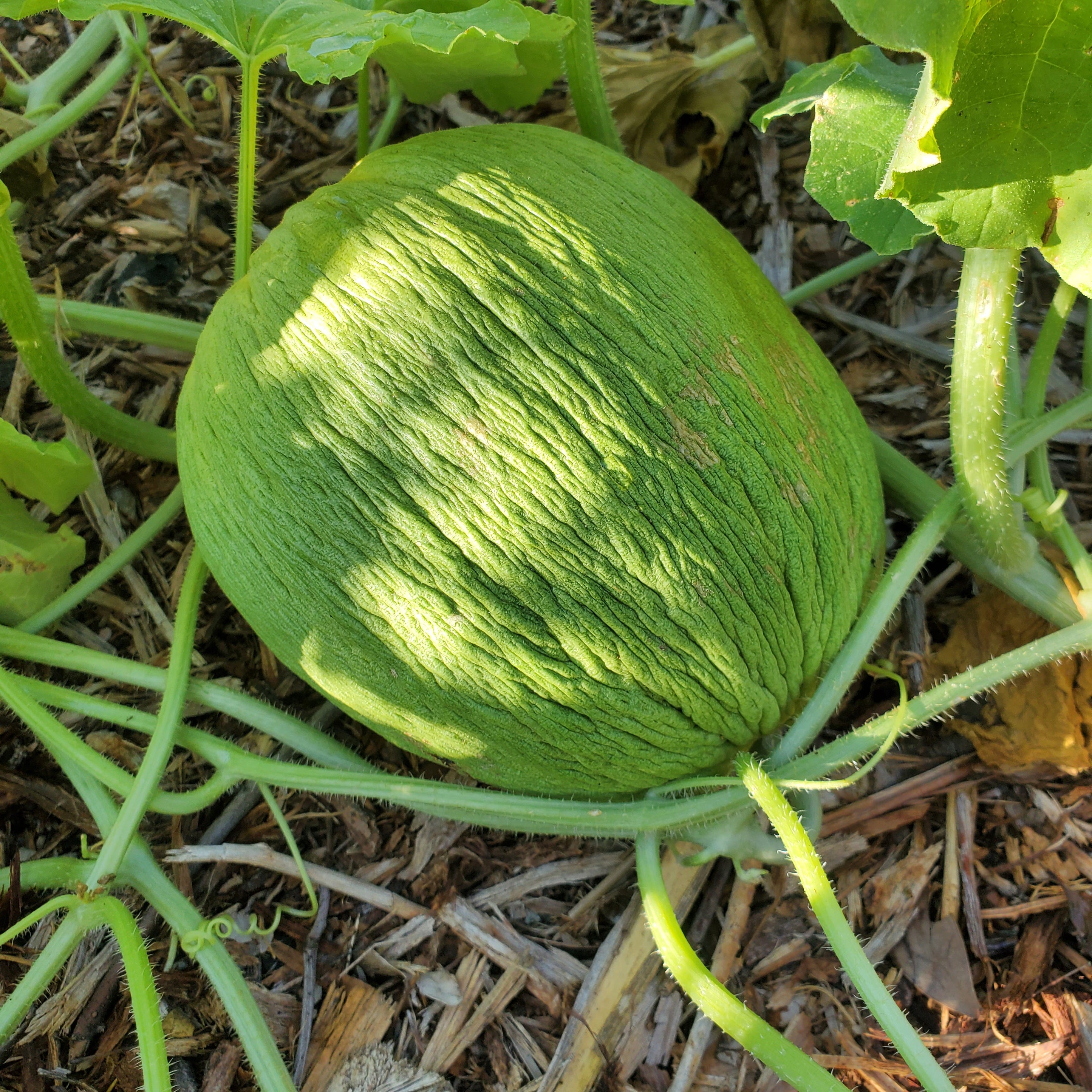Seeds > Melons – Native-Seeds-Search