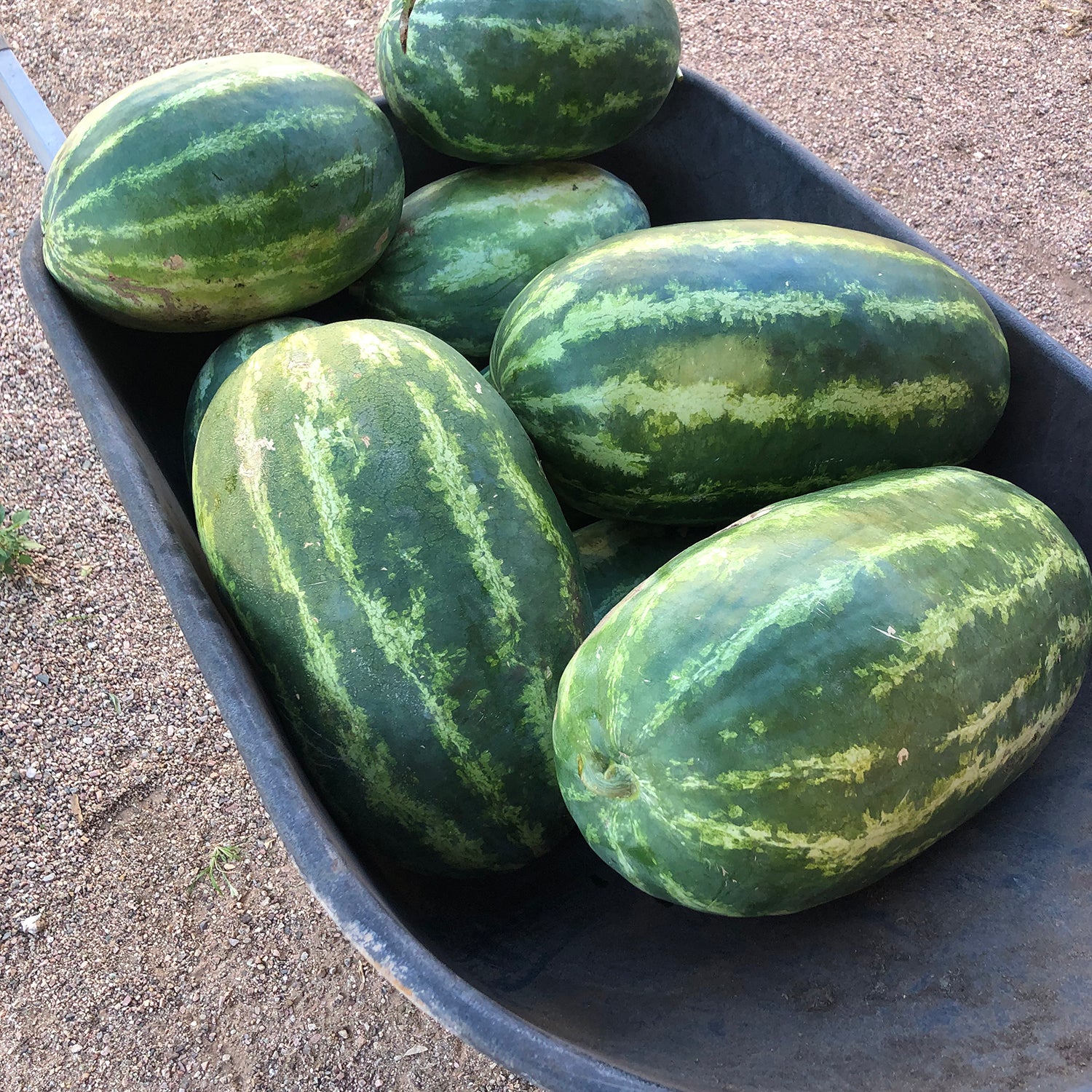 O'odham Soam Miliñ – Native-Seeds-Search