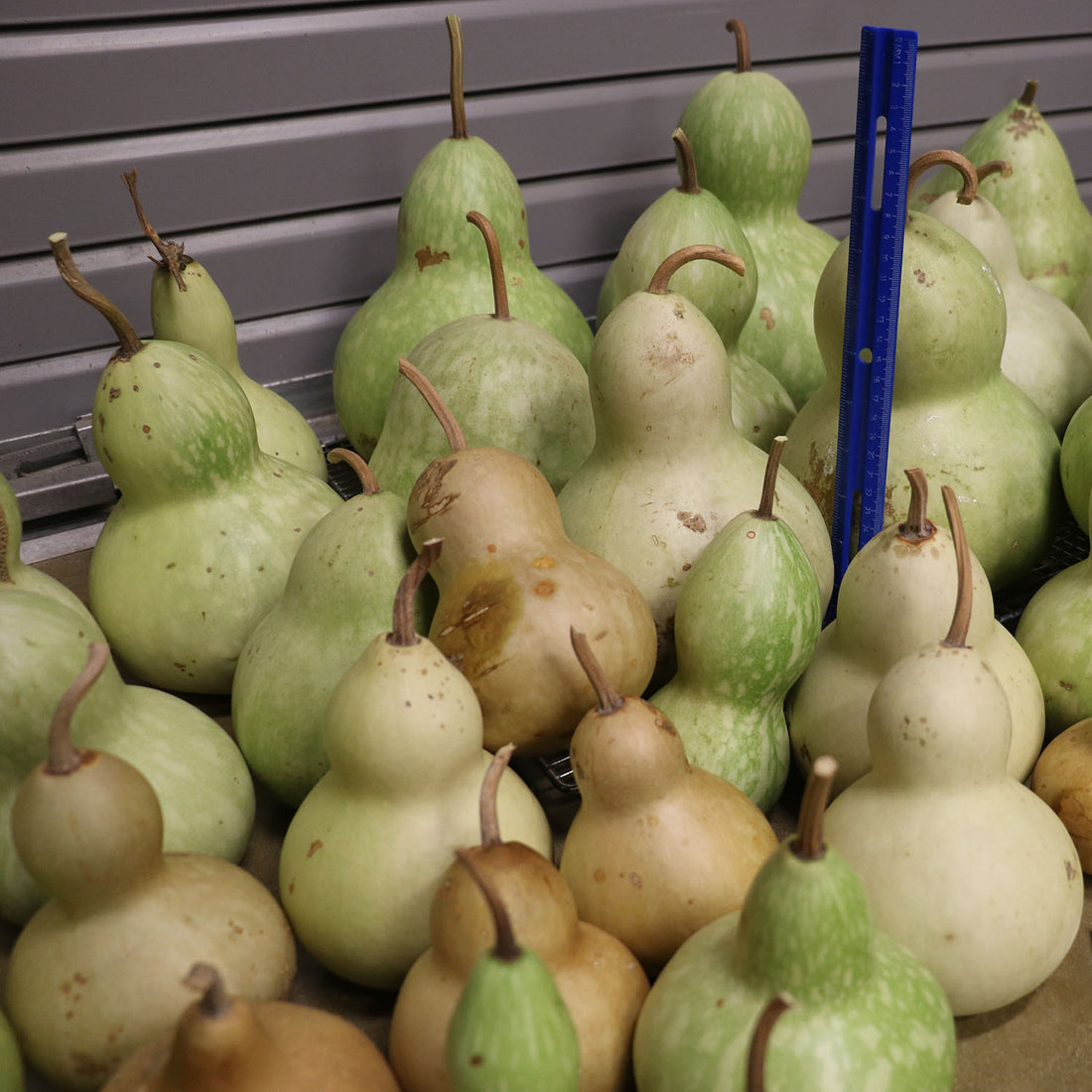 NASR > O'odham – Native-Seeds-Search