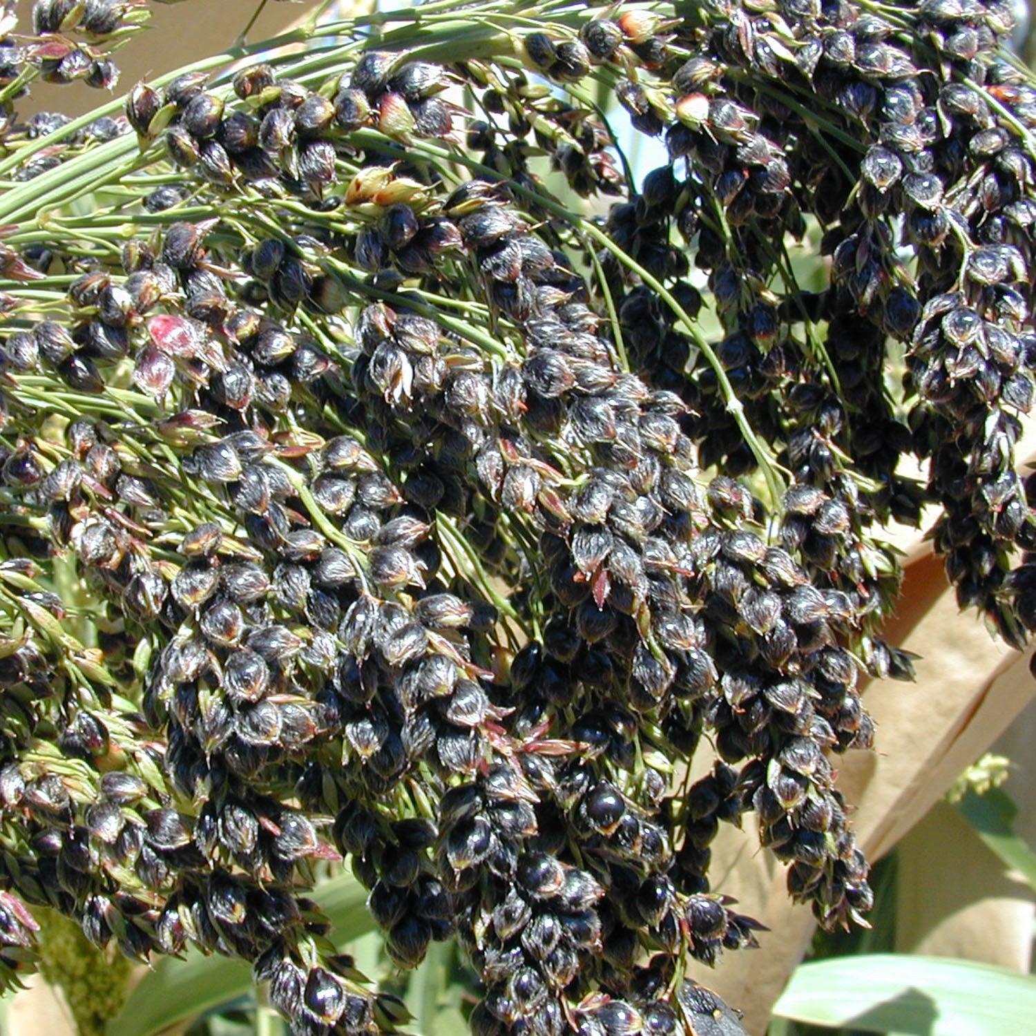 NASS > O'odham – Native-Seeds-Search