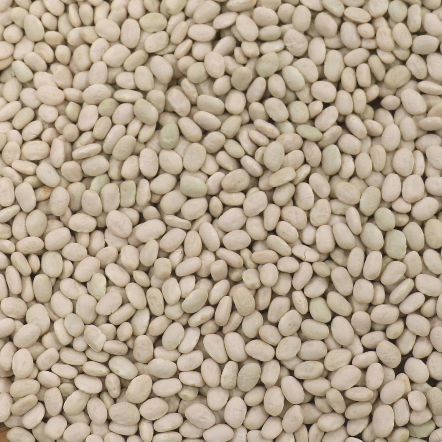 Seeds > Beans - Tepary – Native-Seeds-Search