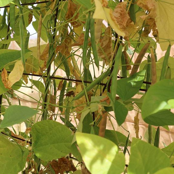 Indigenous Seeds > Bean: Tepary – Native-Seeds-Search