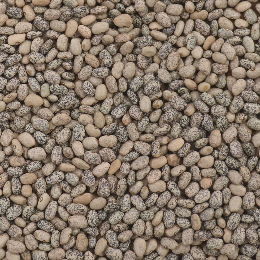 Seeds > Beans - Tepary – Native-Seeds-Search