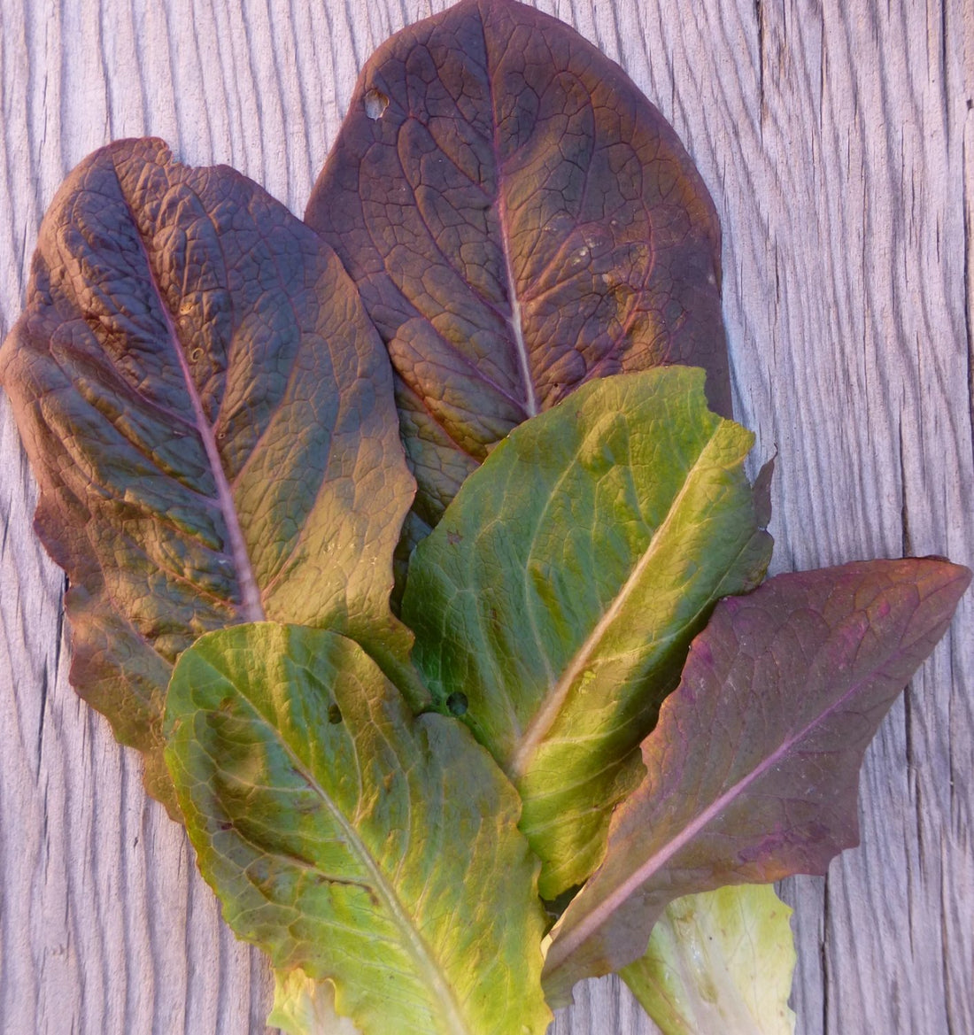 Seeds > Tucson Seed – Native-Seeds-Search