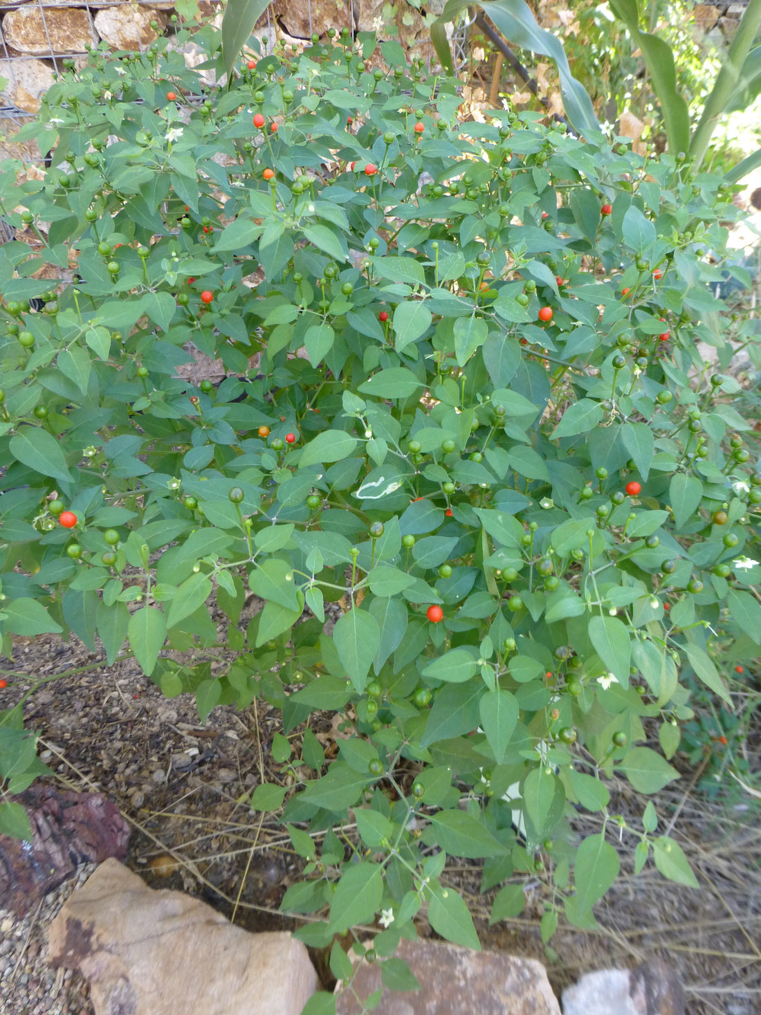 Seeds > Crop Wild Relatives – Native-Seeds-Search