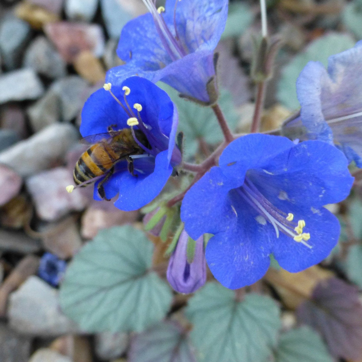 Desert Blue Bells – Native-Seeds-Search
