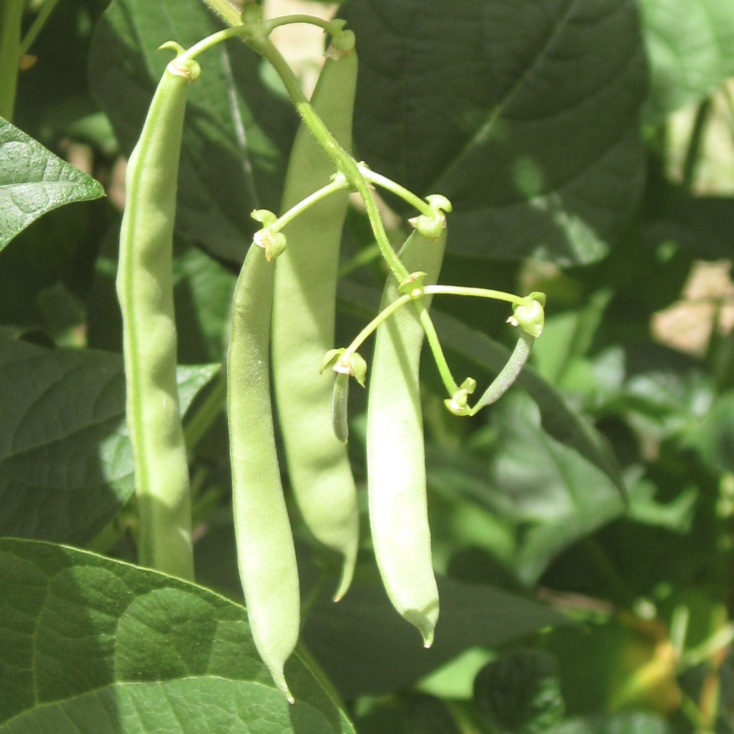 NASR > O'odham – Native-Seeds-Search